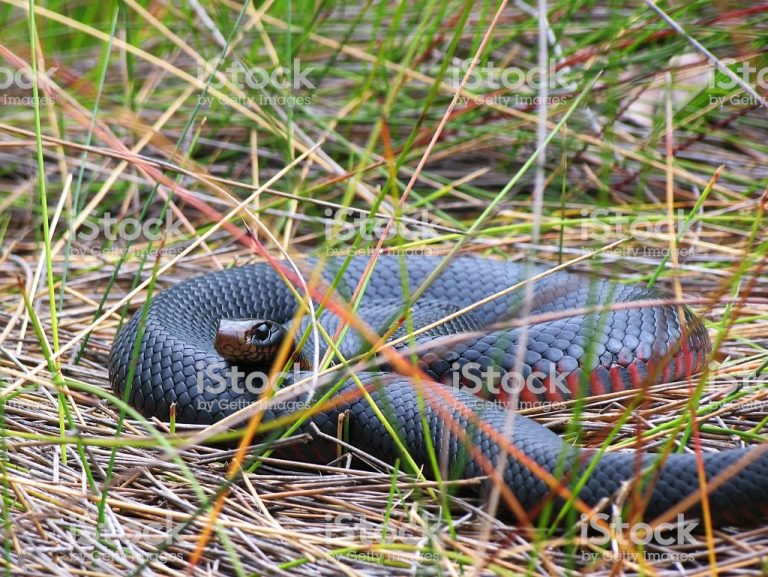 deter snakes | Snake Repellent