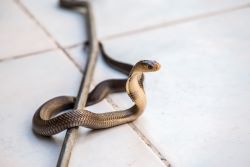 Effective tips to keep snakes away from your home | Snake Repellent