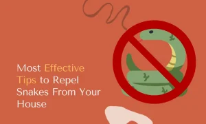 Most Effective Tips to Repel Snakes From Your House | Snake Repellent