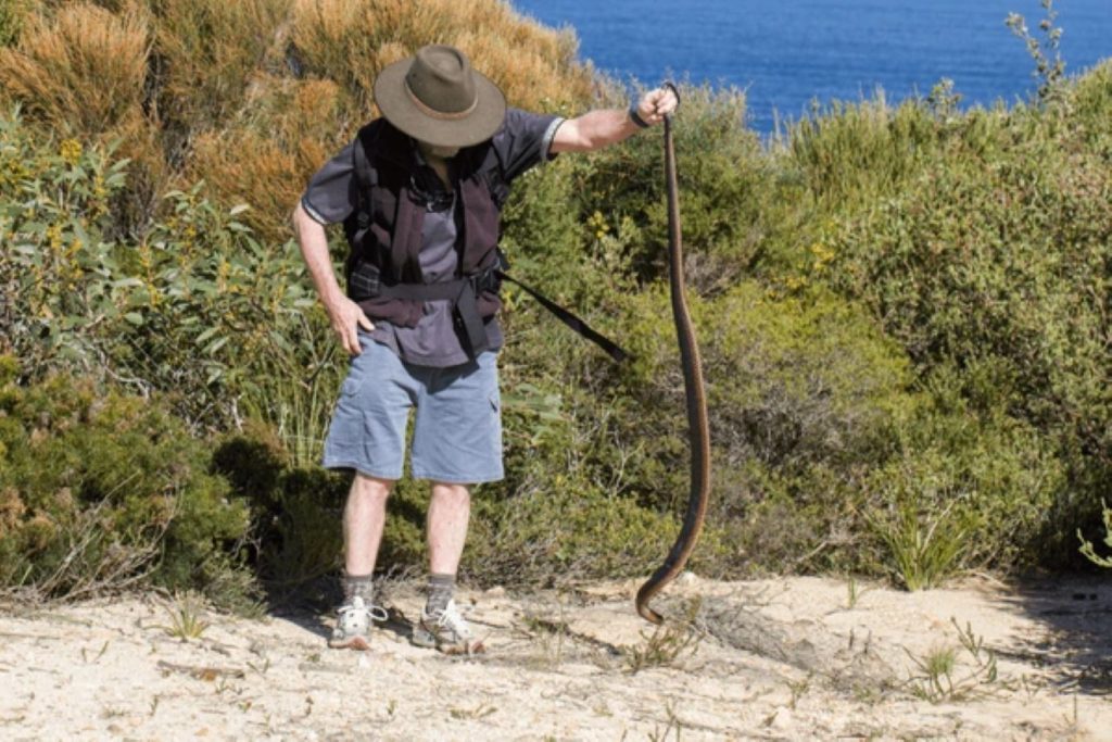 Snake removalist: the services and the benefits they provide